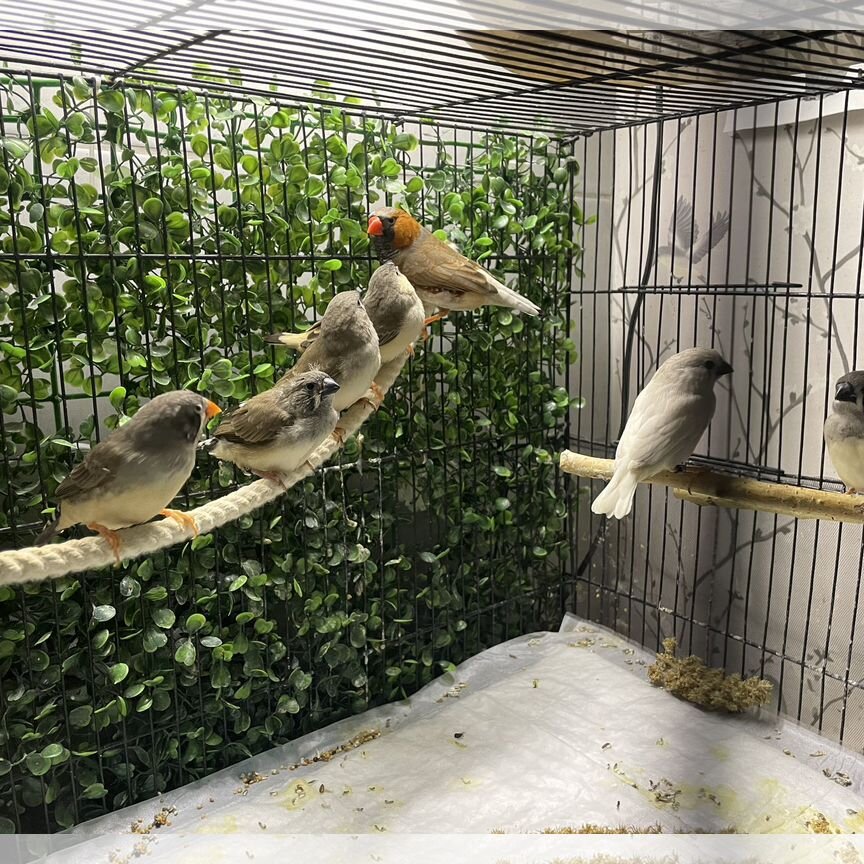 Зебровые амадины