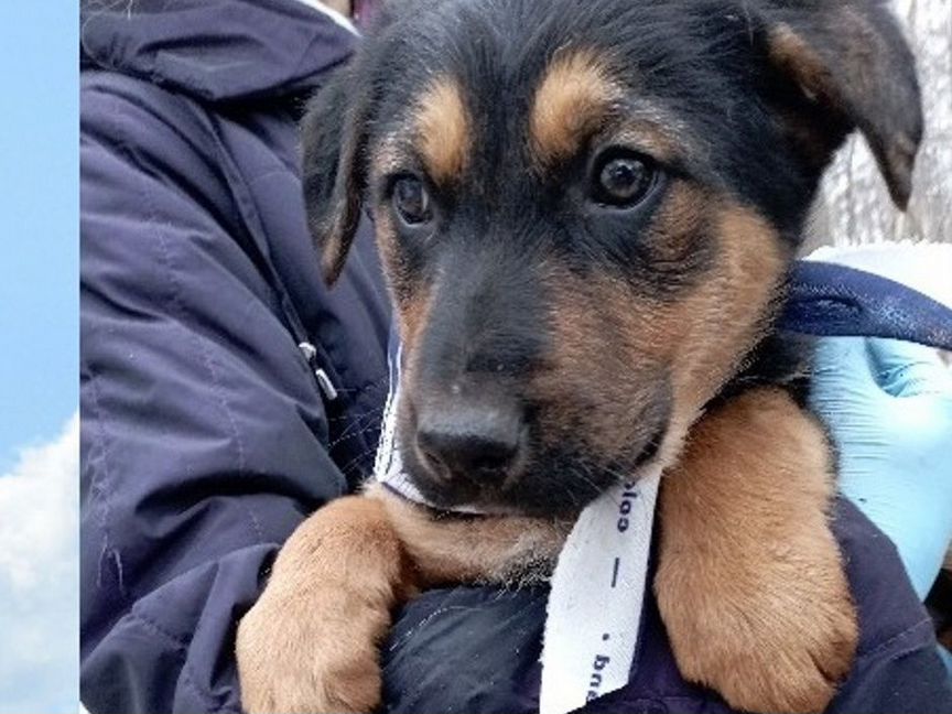 Щенок Мухтар ищет дом