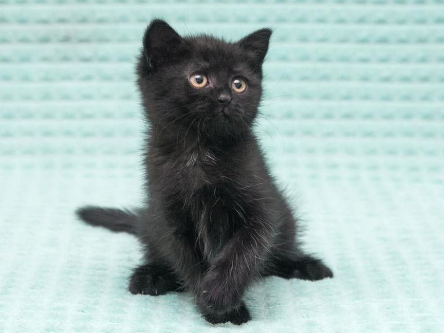 Котёнок, малышка, чёрного окраса, ищет семью