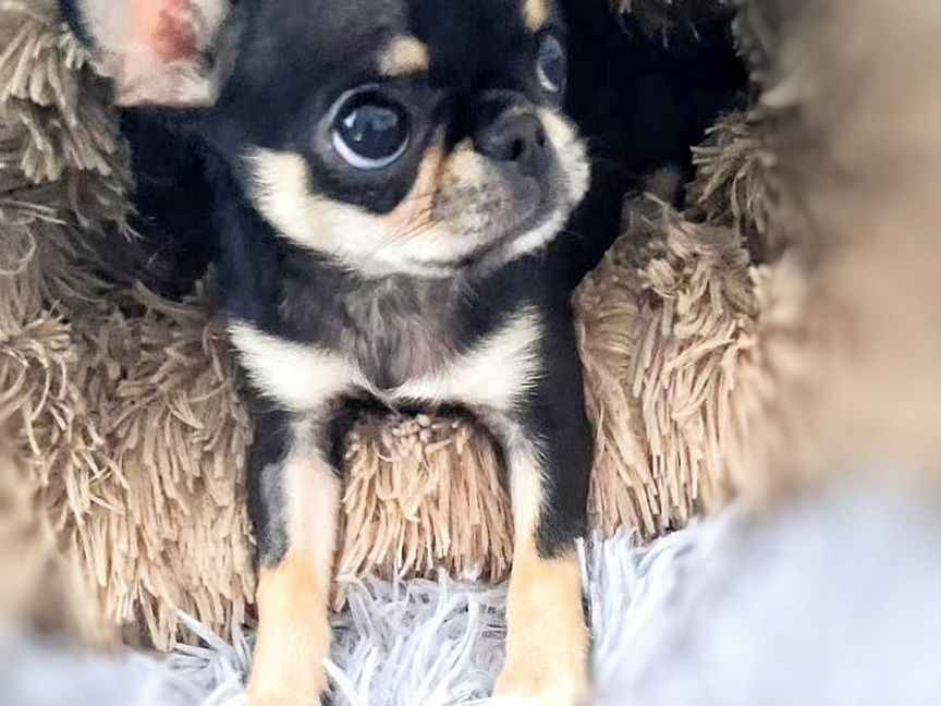 Изюминка чихуахуа мини