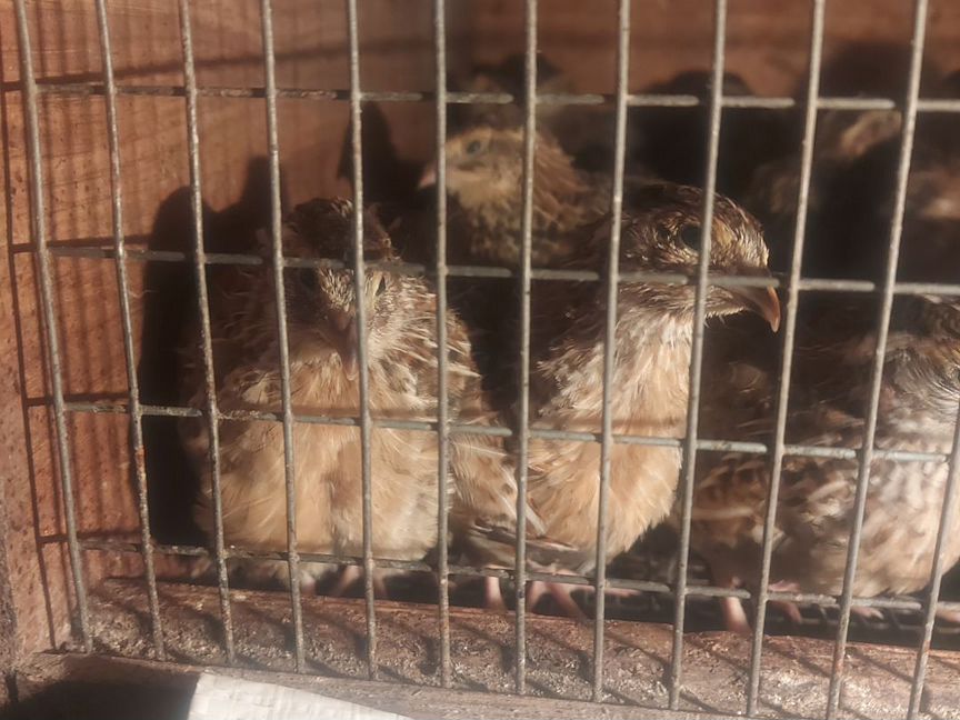 Фараончики. Петушки 3недели