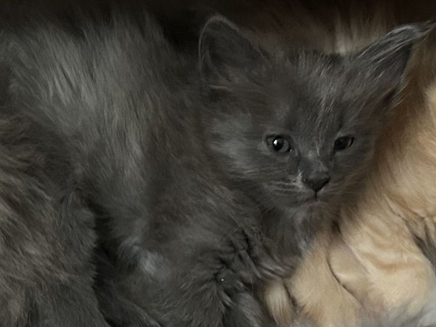 Котянок в добрые руки
