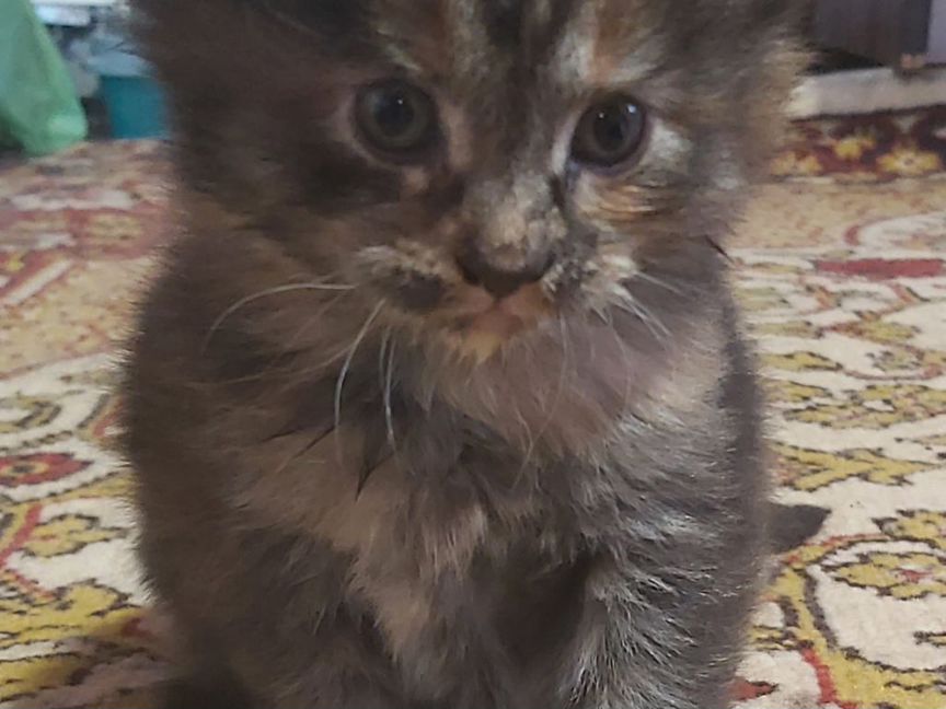Котята мейнкуна