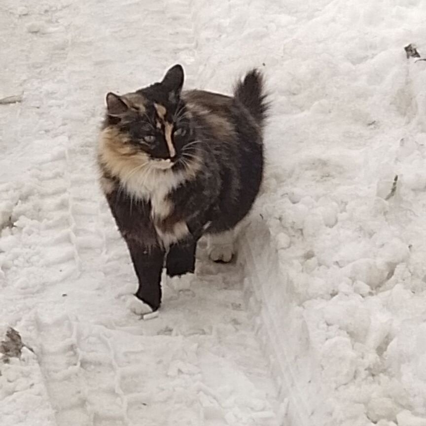 Кошечка в добрые ручки