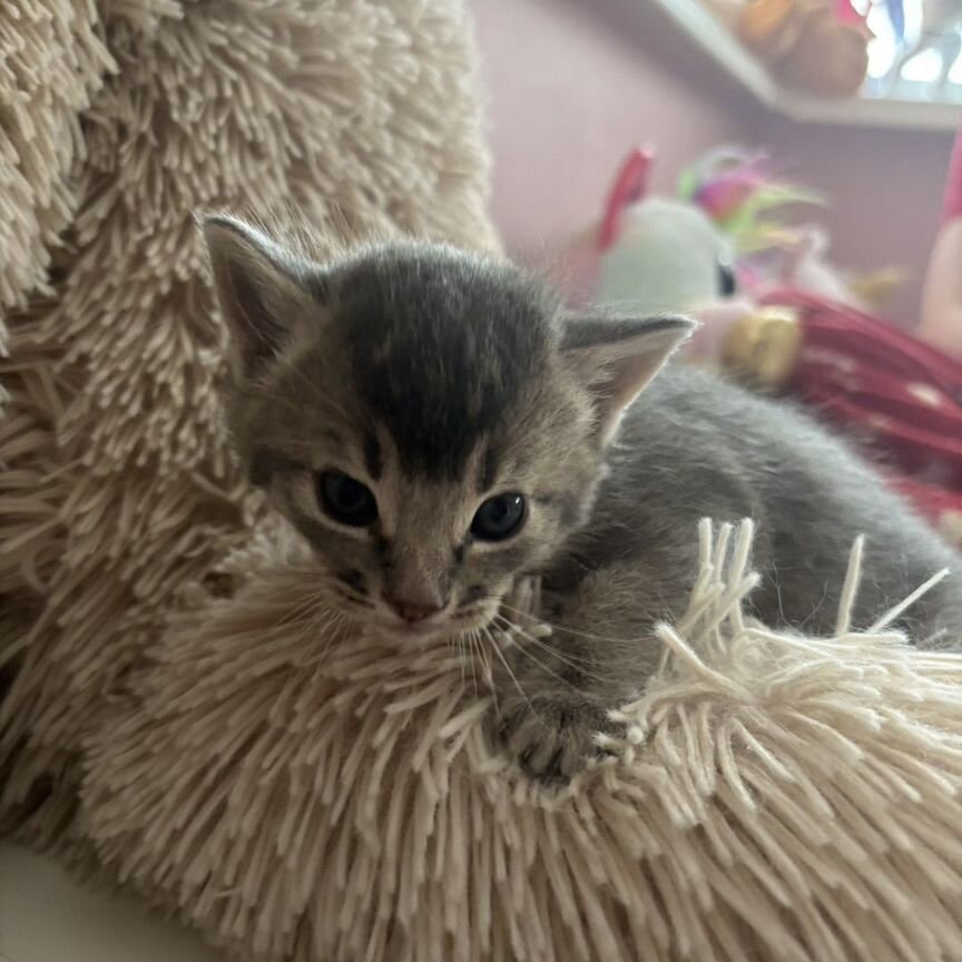 Котята полуабиссинцы