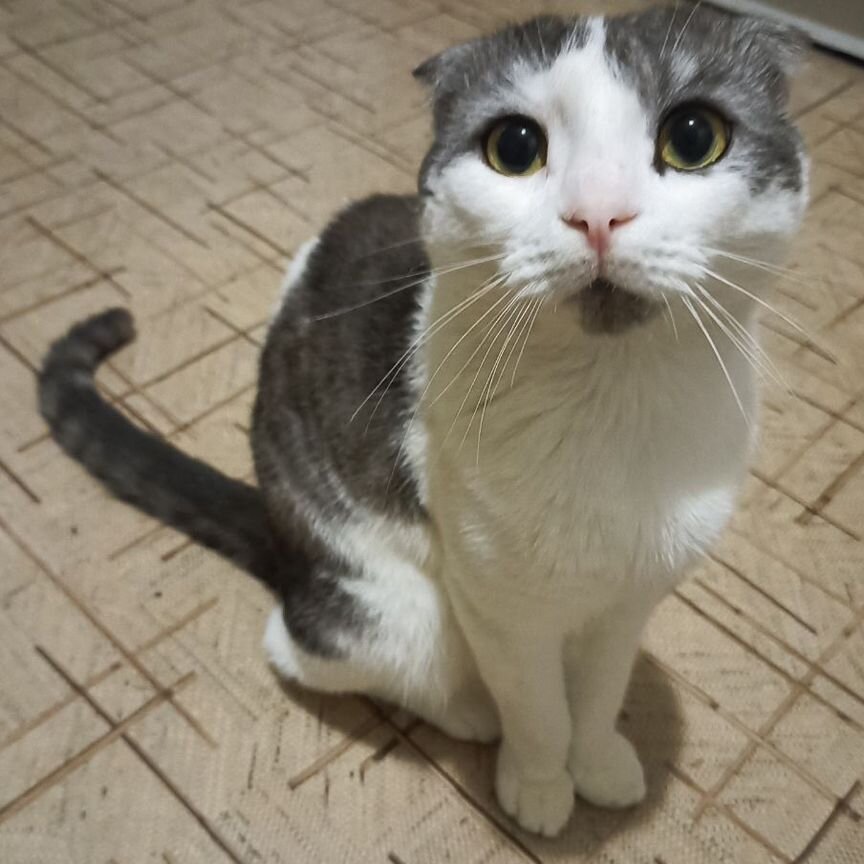 Шотландский вислоухий короткошёрстный кот, взрослый