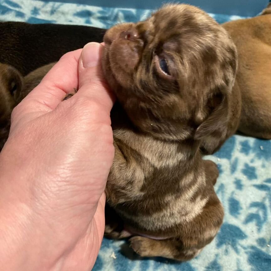 Пти-брабансон, щенок