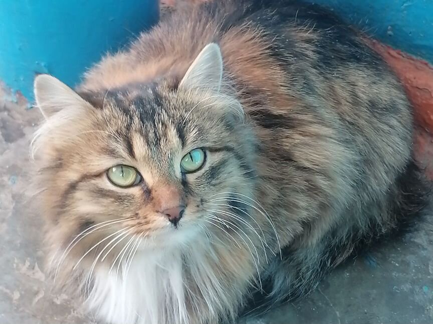 Сибирская кошечка