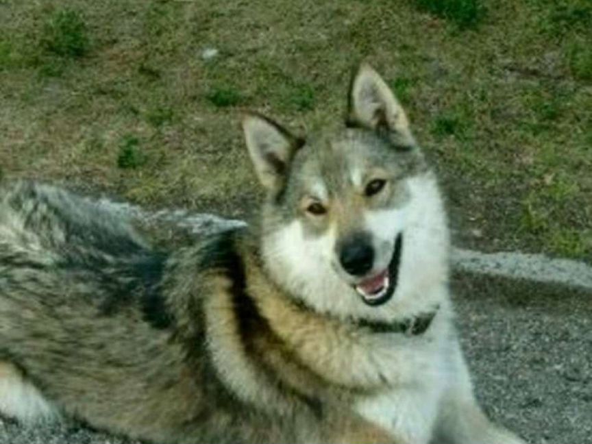 Щенки лайки с немецкой овчаркой