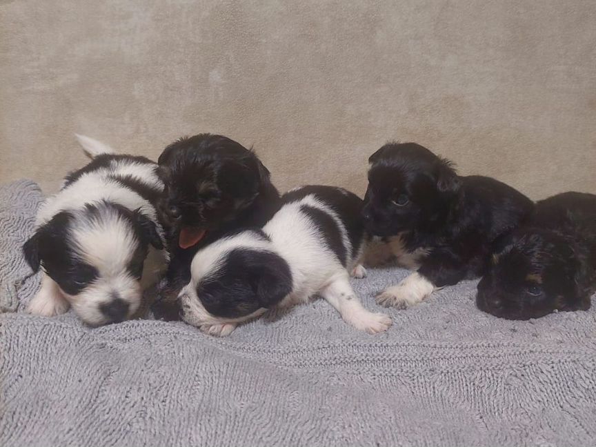 Щенки бесплатно в добрые руки