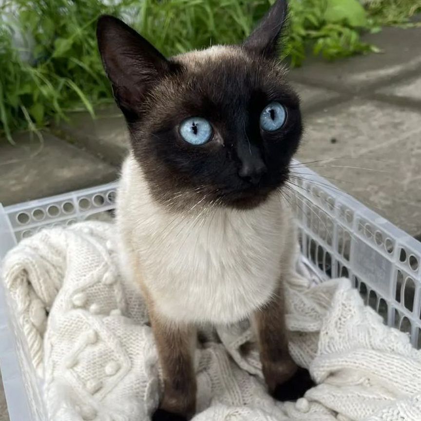 Сиамская, взрослая кошка