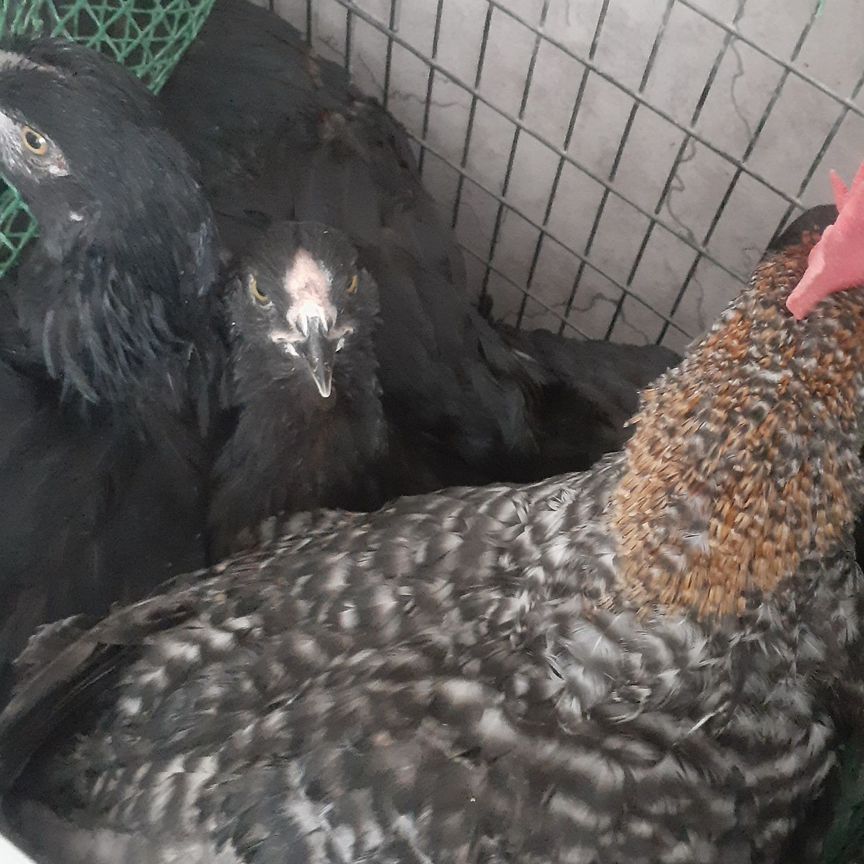 Курочки молодки несушки