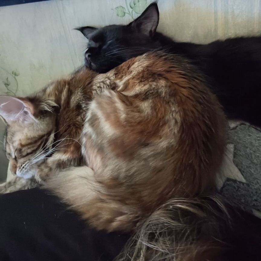 Котята мейн-кун