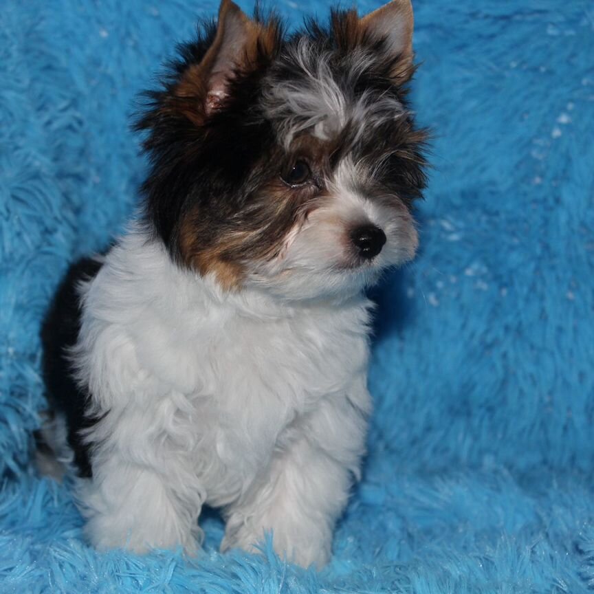 Супер красавчик