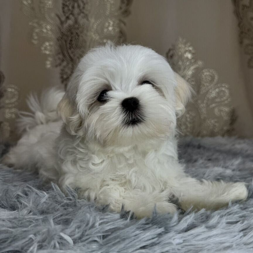 Кукольный мальчик Мальтезе