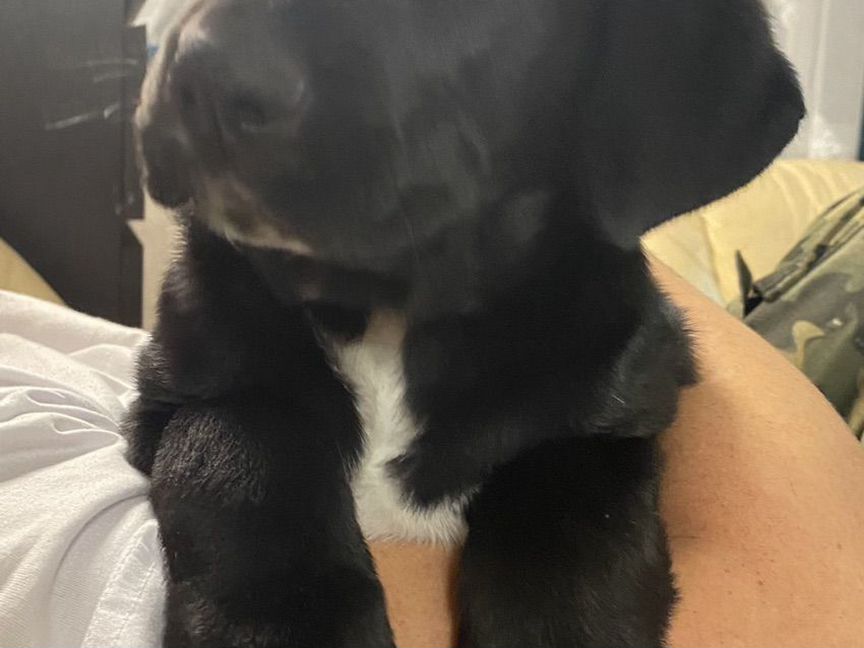 Щенок кане корсо