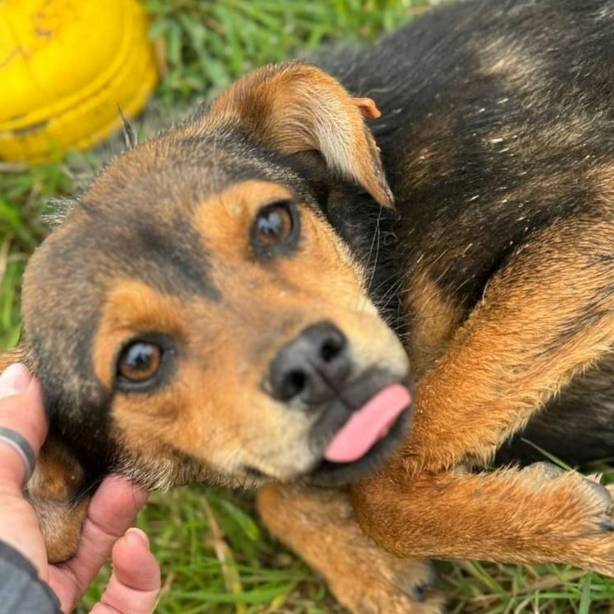 Взрослая собака в добрые руки