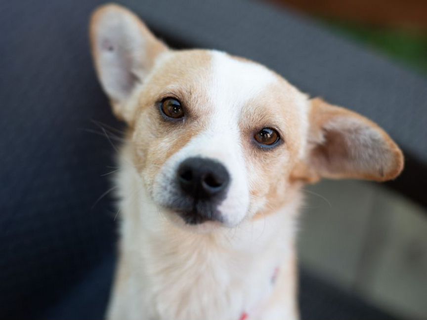 Маленькая собака в добрые руки