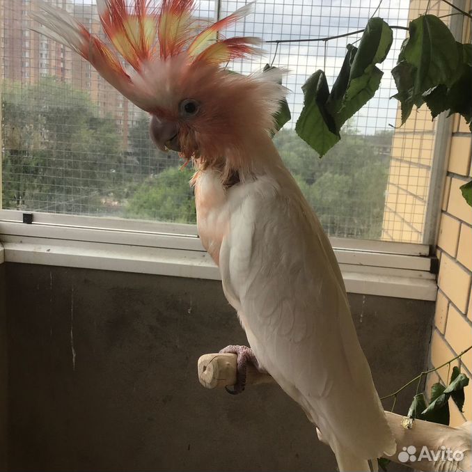 Какаду инка, 2023 года рождения, с документами