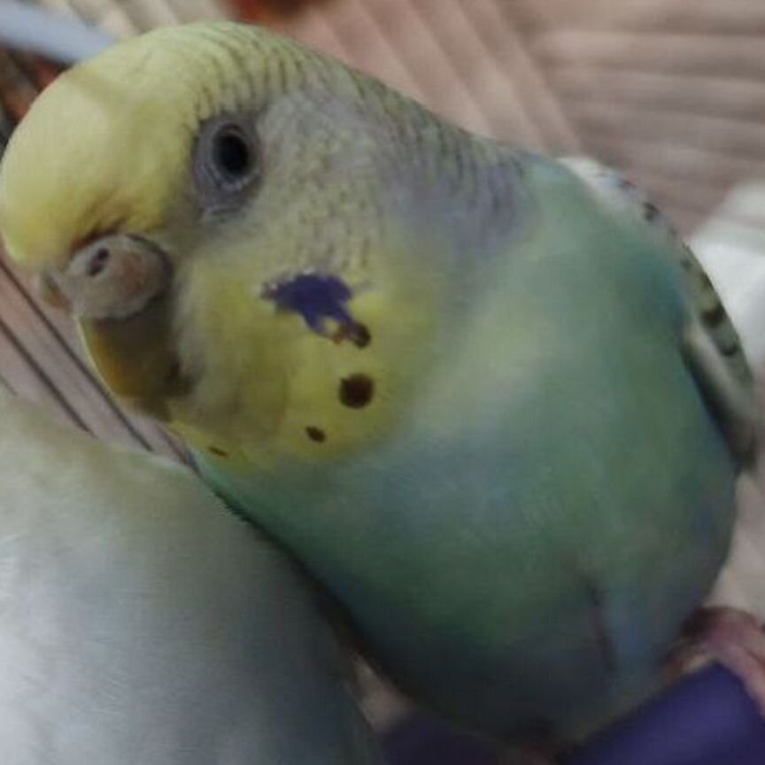 Волнистый попугай