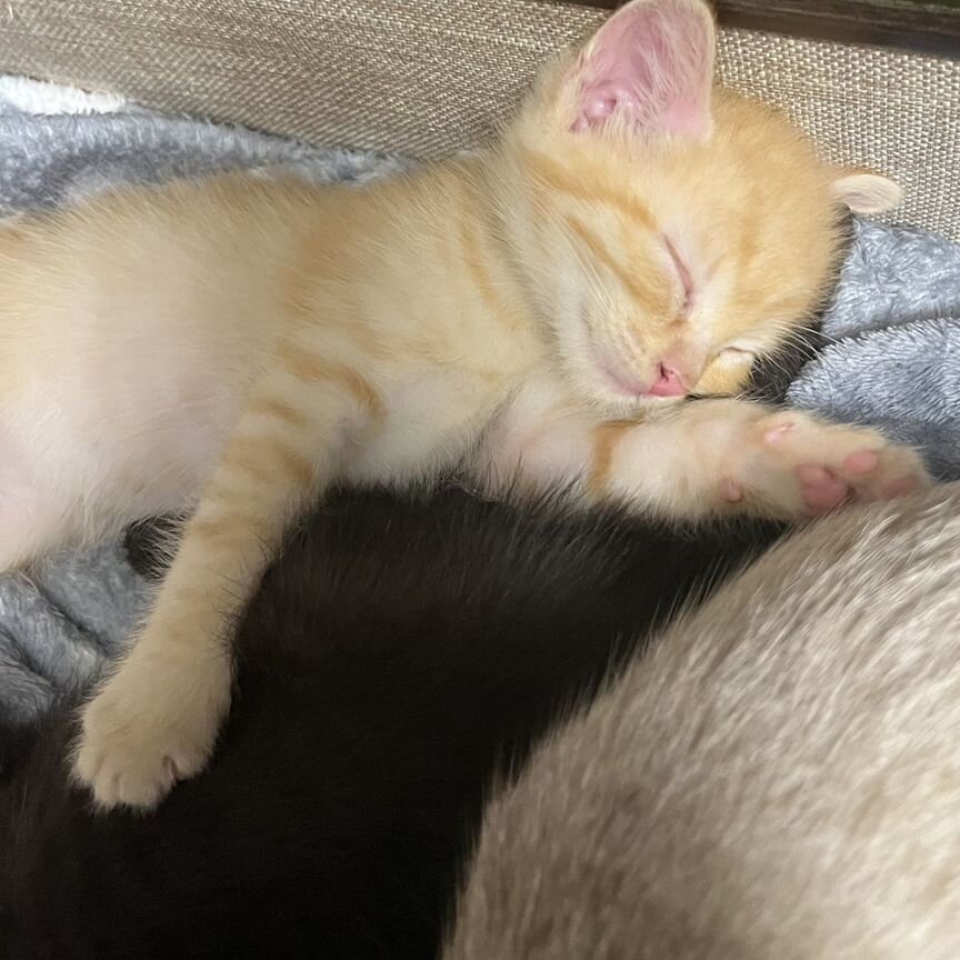 Сибирский котёнок