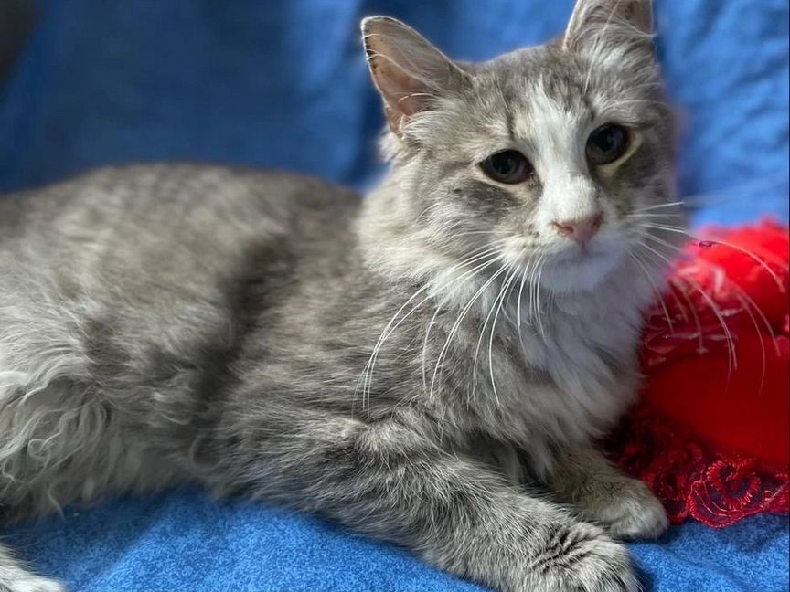 Котенок Тучка