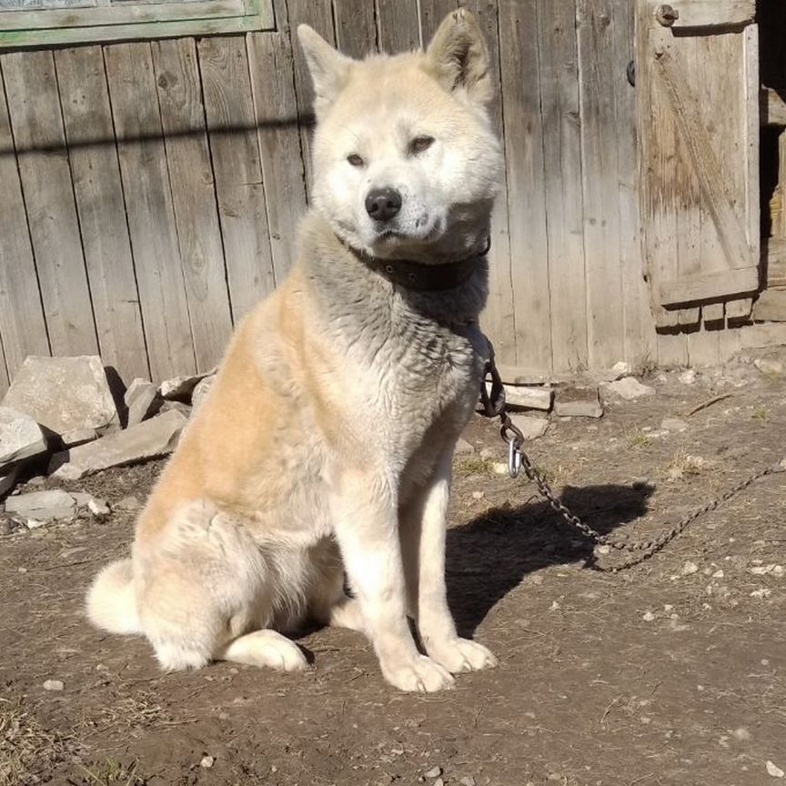 Взрослая собака в добрые руки