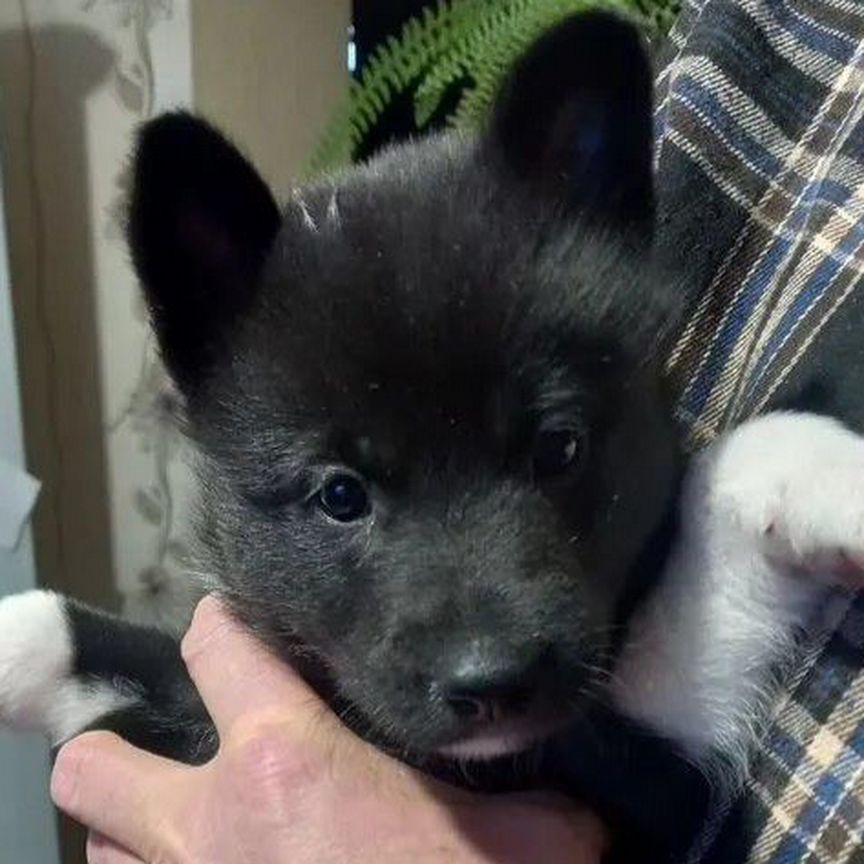 Русско-европейская лайка, щенок