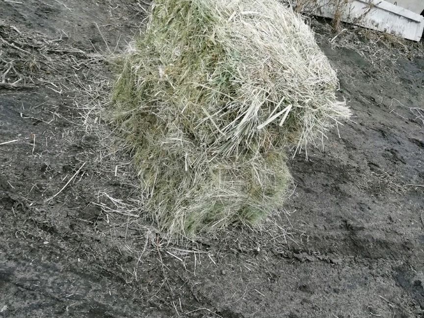 Сено степное