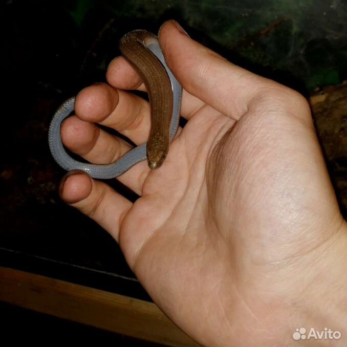 Ломкая веретеница