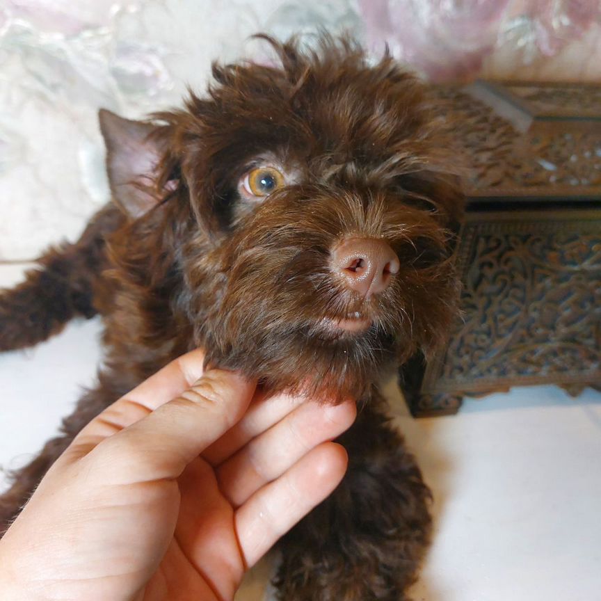 Самый сладкий шоколад