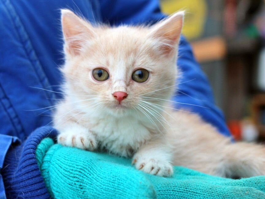 Маленькая красавица