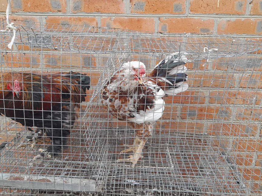 Продам петушков