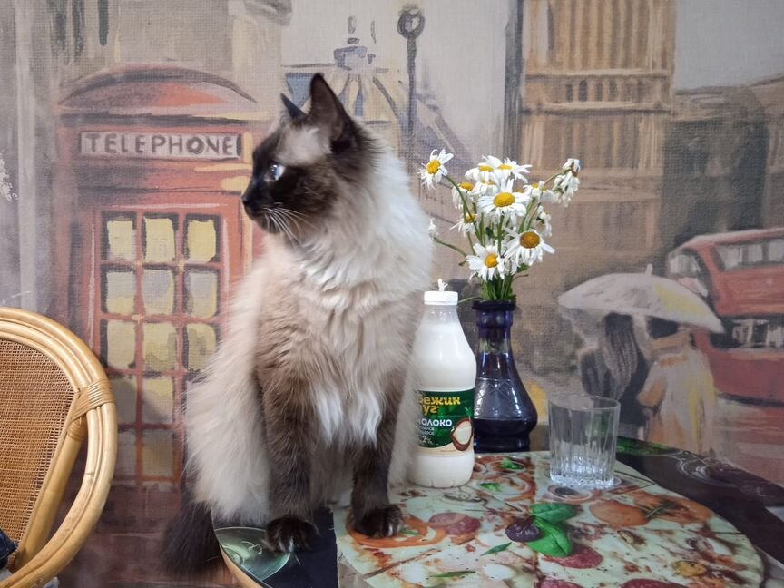 Тайский котик в добрые ручки