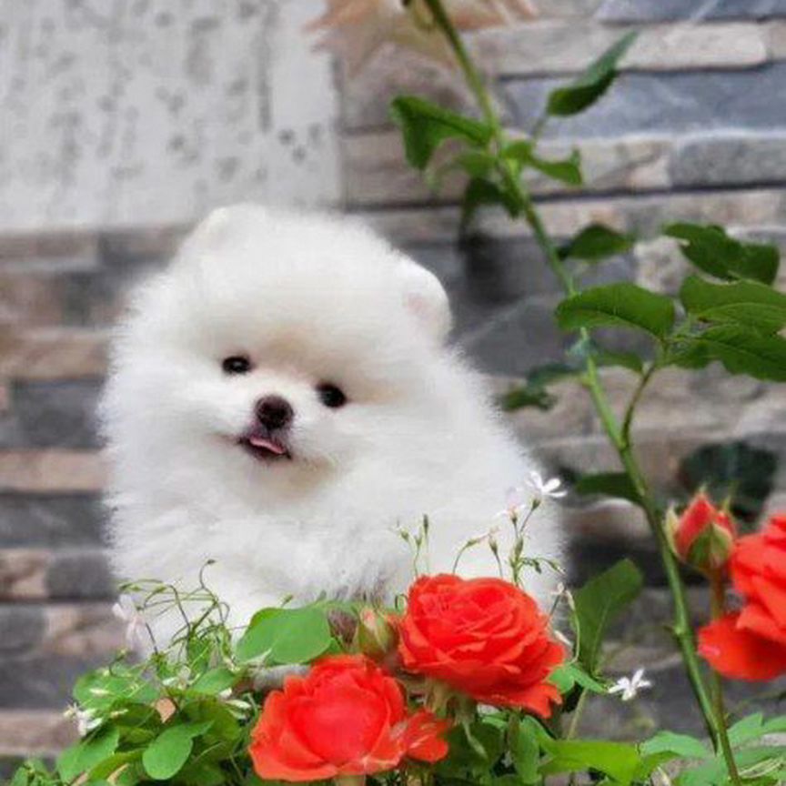 Наикрасивейшая девочка шпица