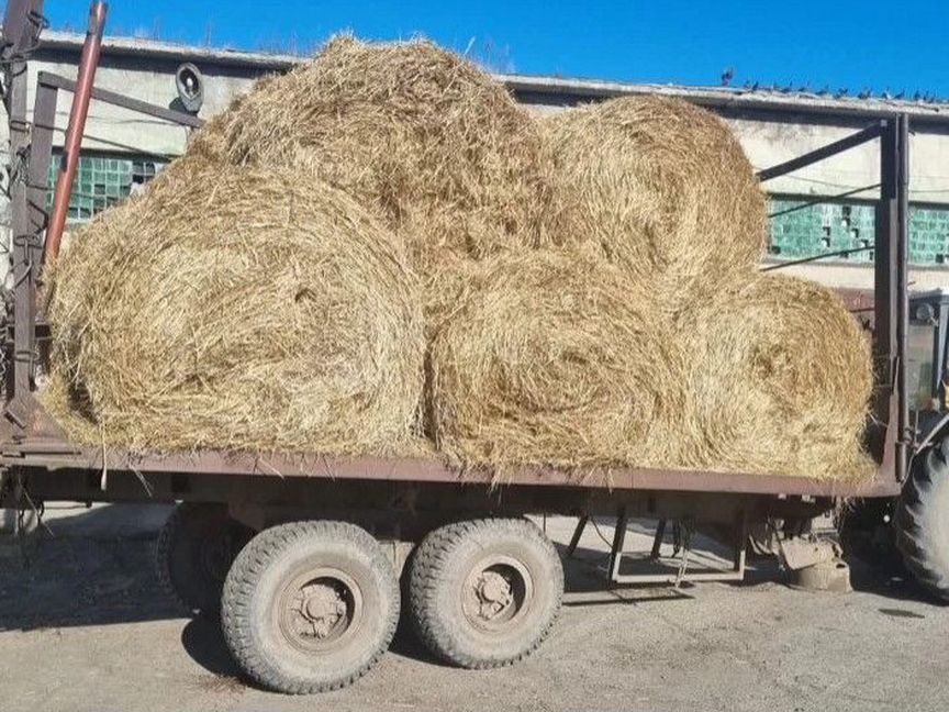 Солома овсяная и пшеничная