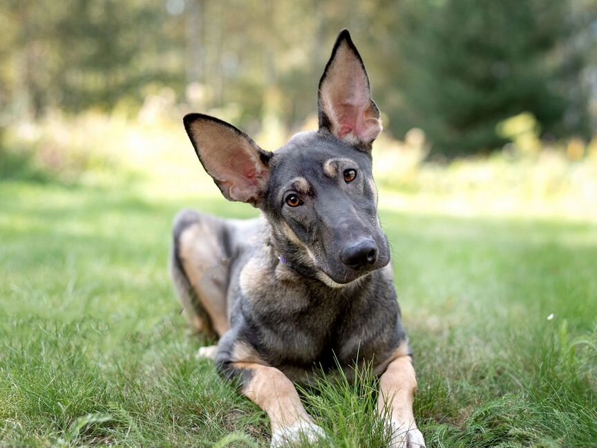 Джесс в добрые руки