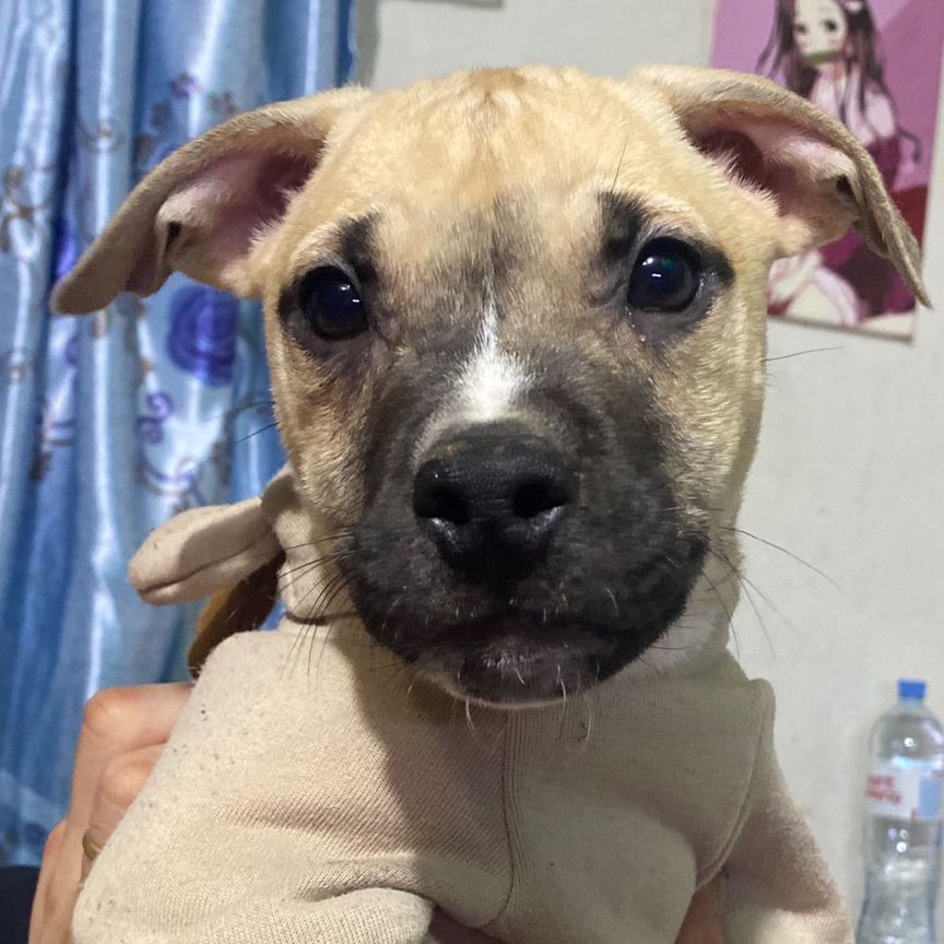 Американский питбультерьер, щенок