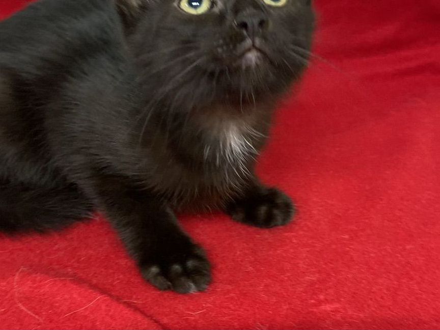 Котята