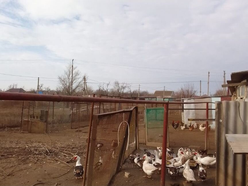 Продаю индоуток