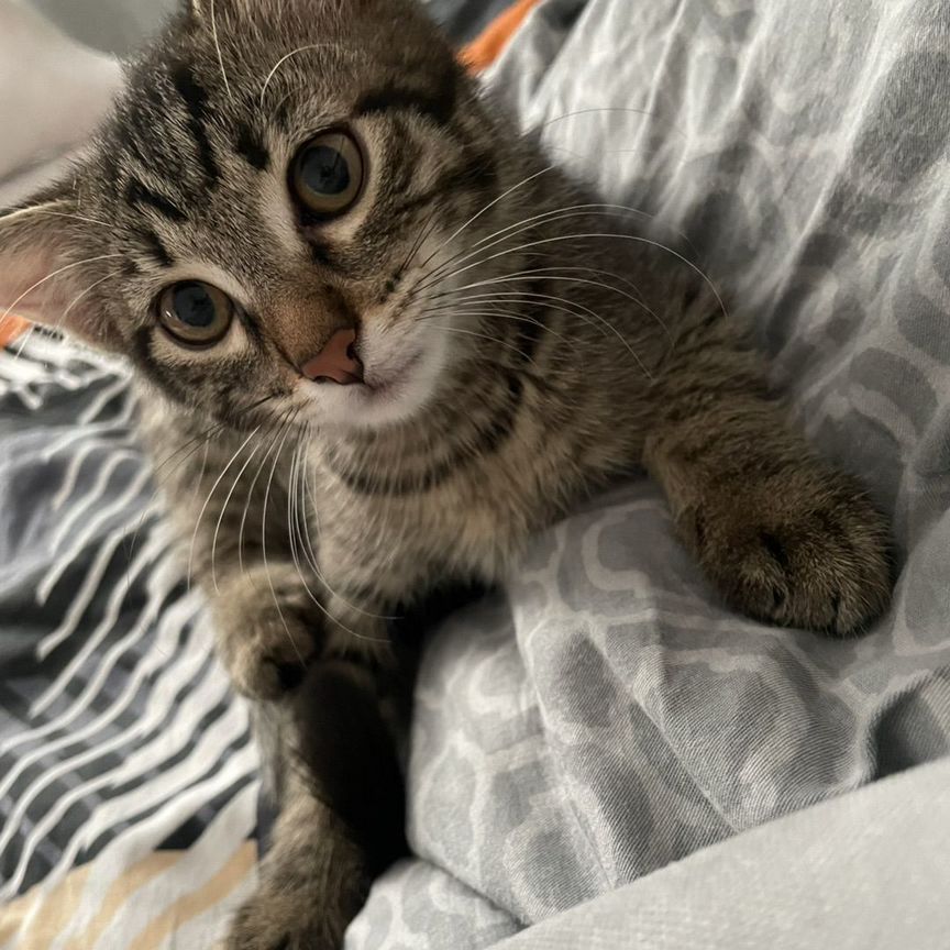 Котик в добрые руки