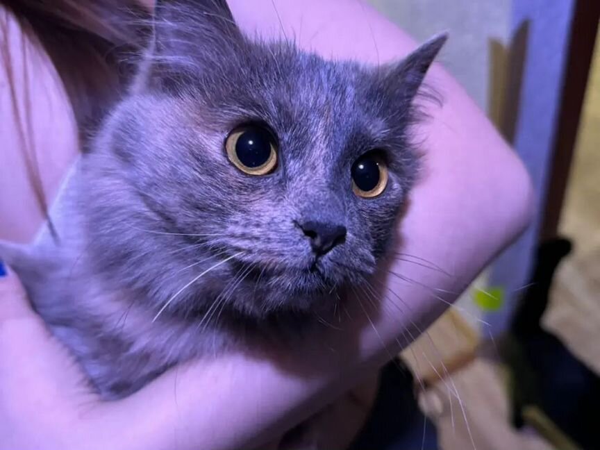 Кошка ищет дом