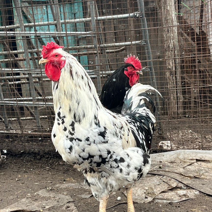 Петухи индоутки продам