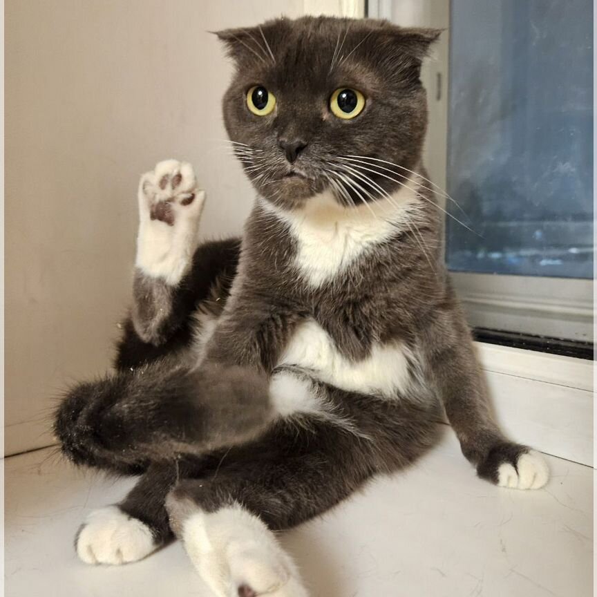 Взрослый кот в добрые руки