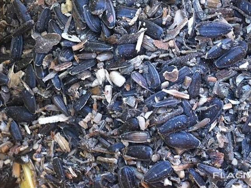 Отходы семечки