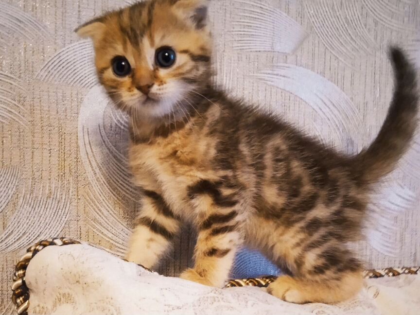 Шотландская вислоухая