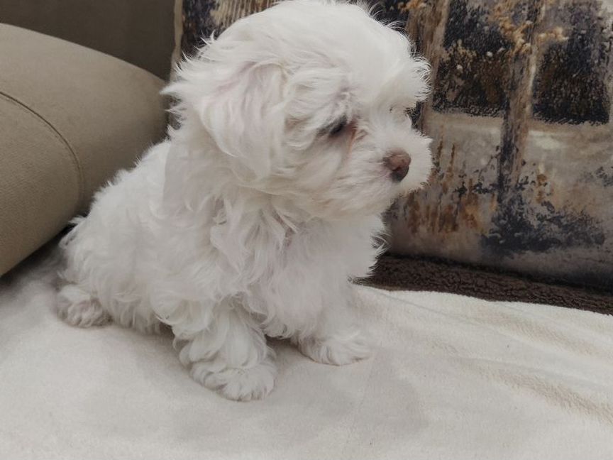 Мальтийская болонка девочка