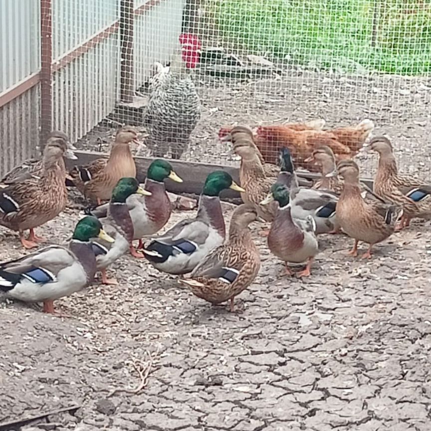 Подсадные утки Тульской породы для охоты