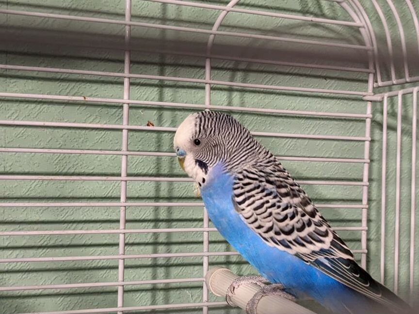Голубенький волнистый попугайчик