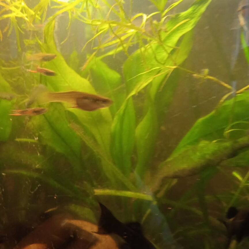 Аквариумные растения